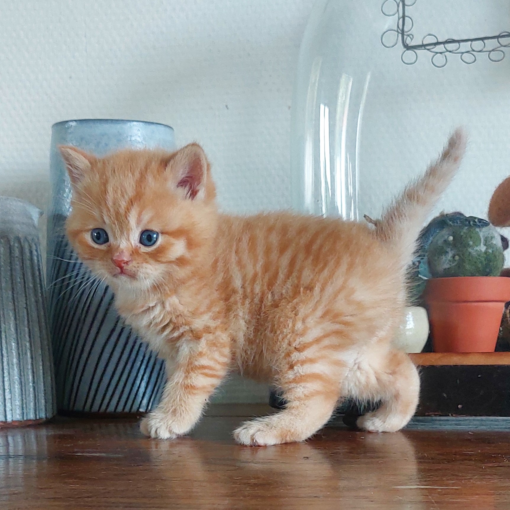 Elevage familial de chats de race British Shorthair et British Longhair ...